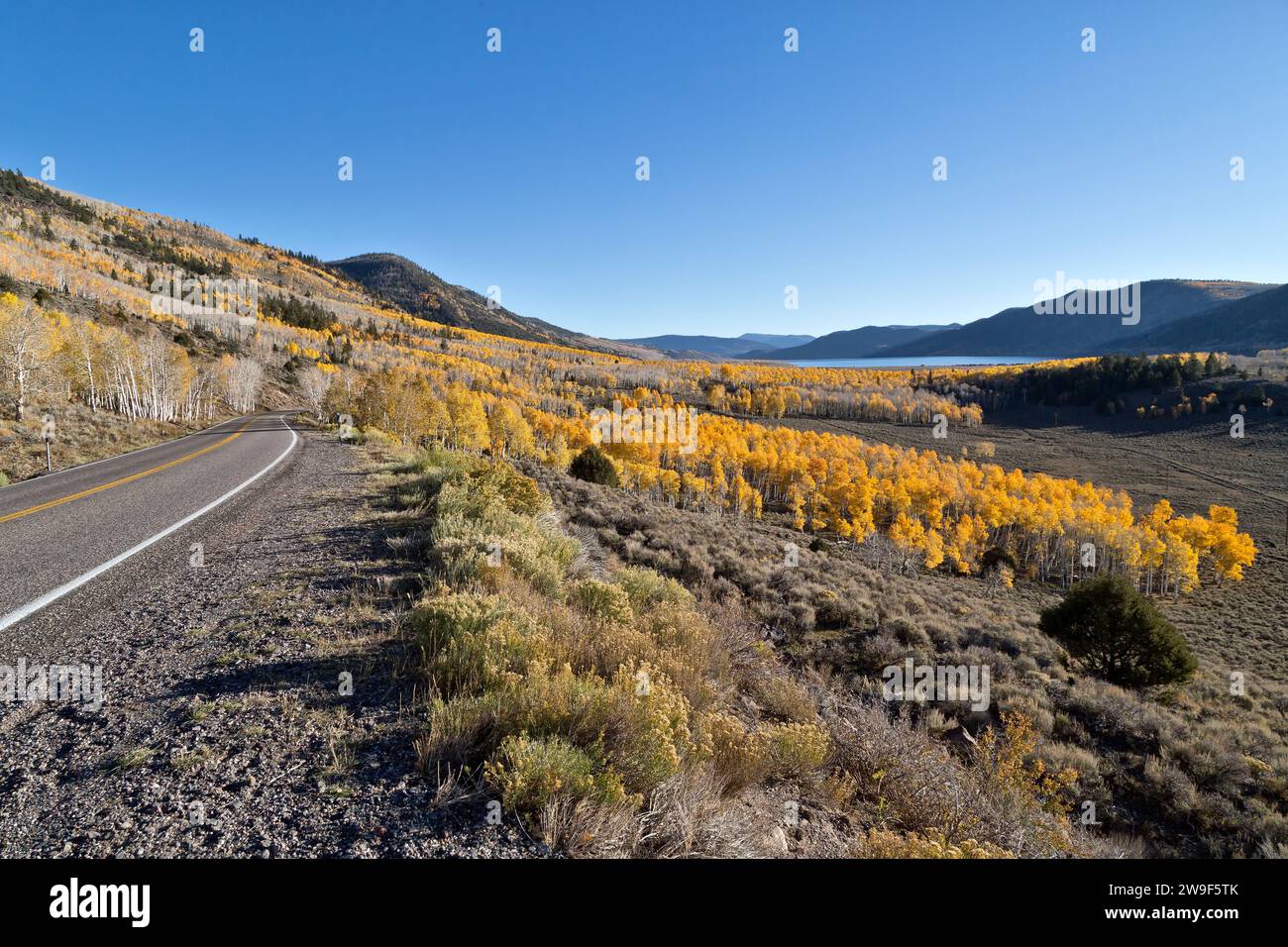 Overlooking Fish Lake 'Pando Clone', also known as Trembling Giants ...