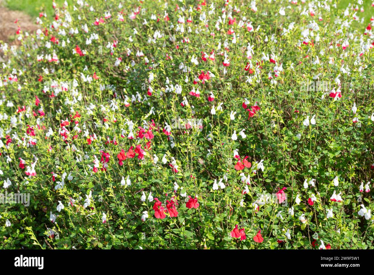 Close up of red and white salvia flowers in bloom Stock Photo - Alamy