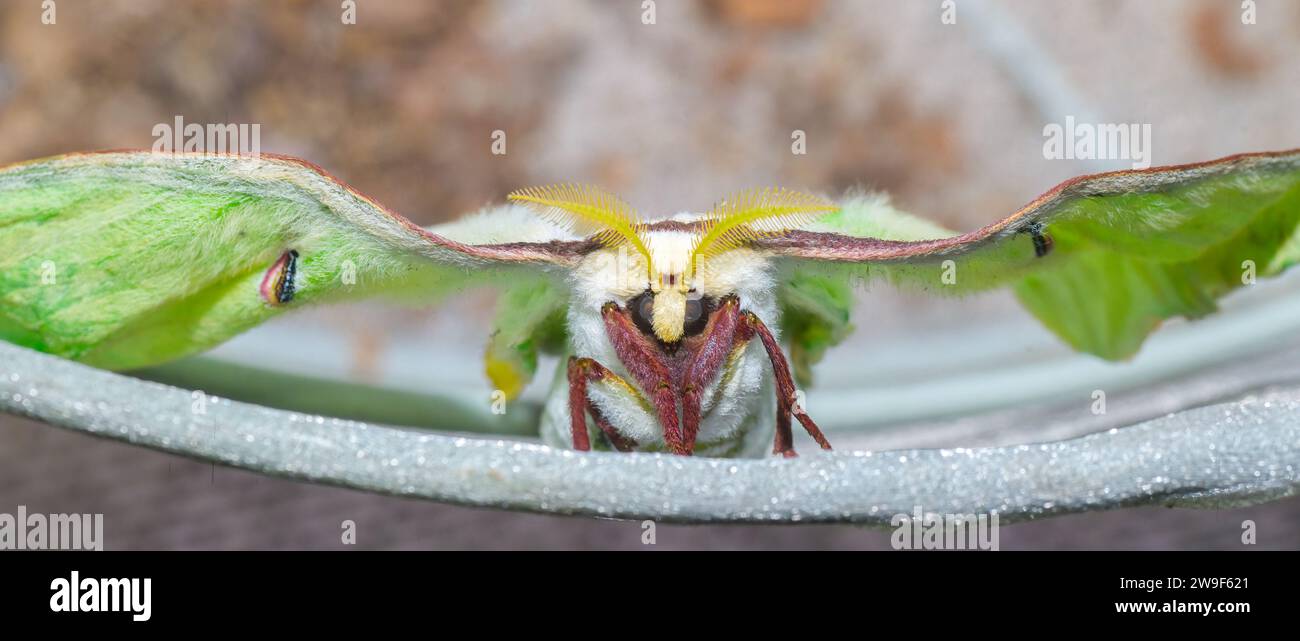 New adult Luna or moon velvet moth - Actias luna - fresh still filling ...