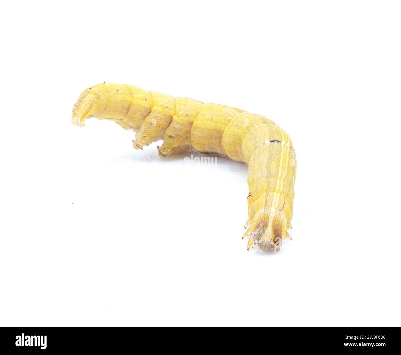 Brown inchworm or inch worm larva caterpillar. Mocis marcida, the withered mocis, is a species ...