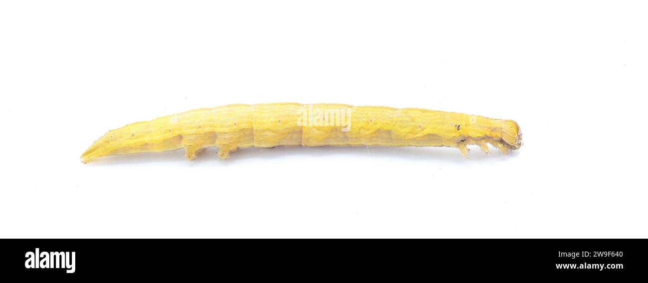 Brown inchworm or inch worm larva caterpillar. Mocis marcida, the ...