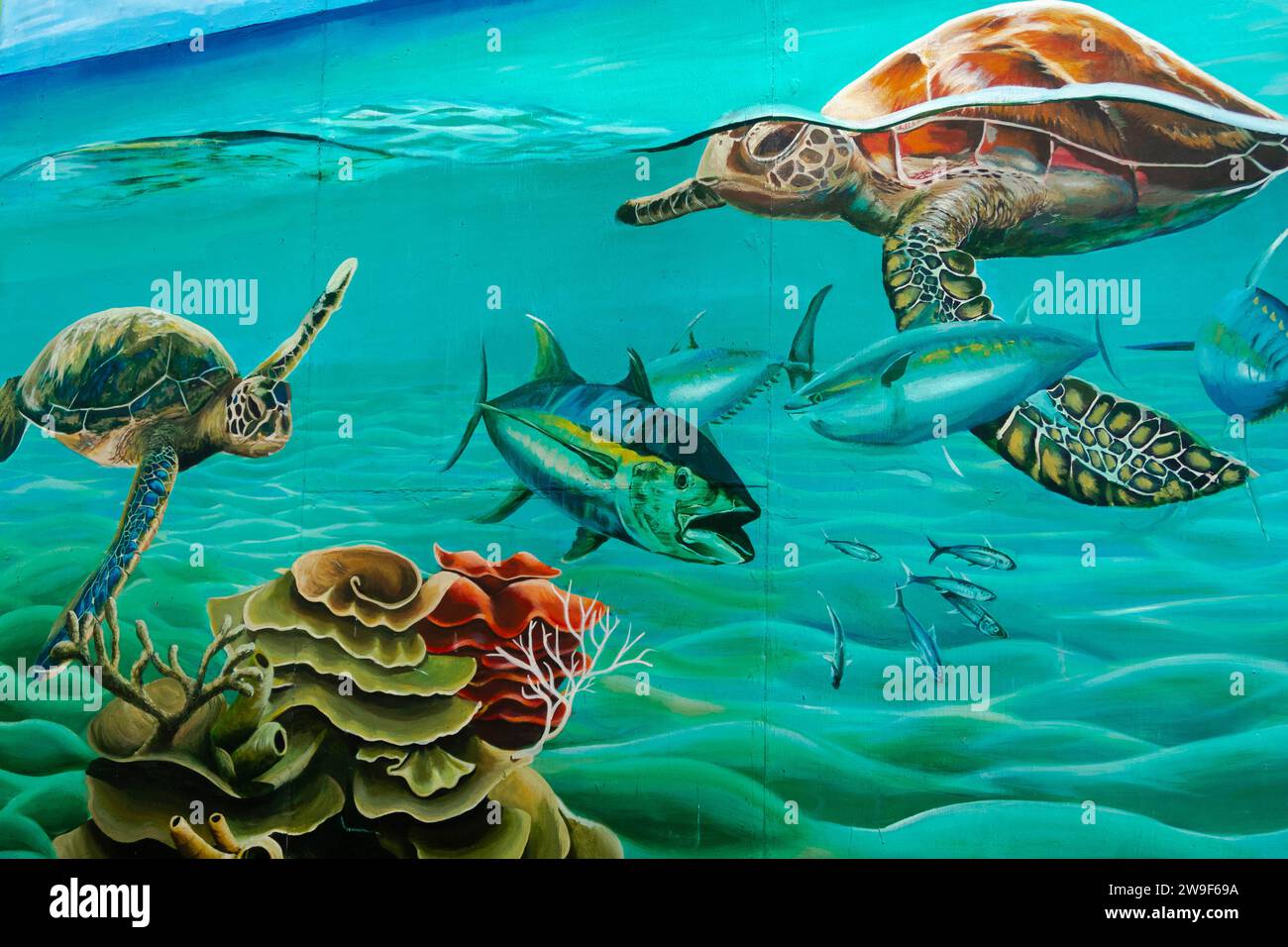 Barbados sea turtle project hi-res stock photography and images - Alamy