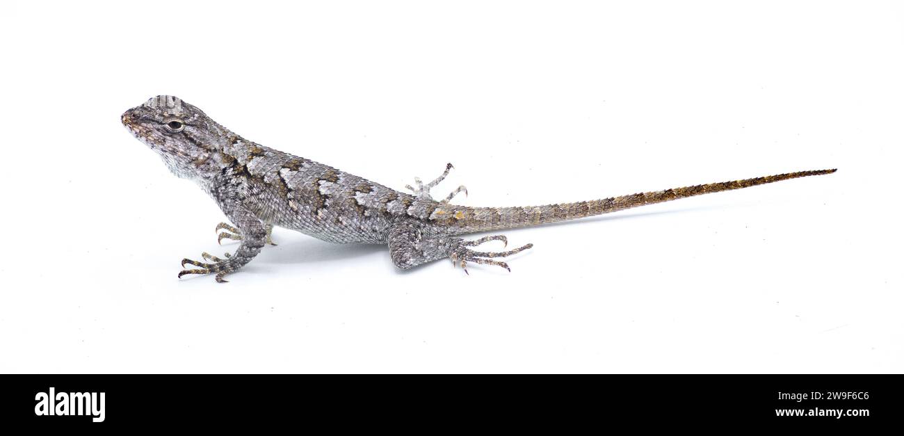 eastern fence lizard or swift -Sceloporus undulatus - side profile view ...