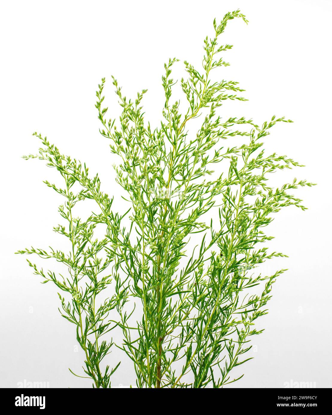 Upatorium hi-res stock photography and images - Alamy