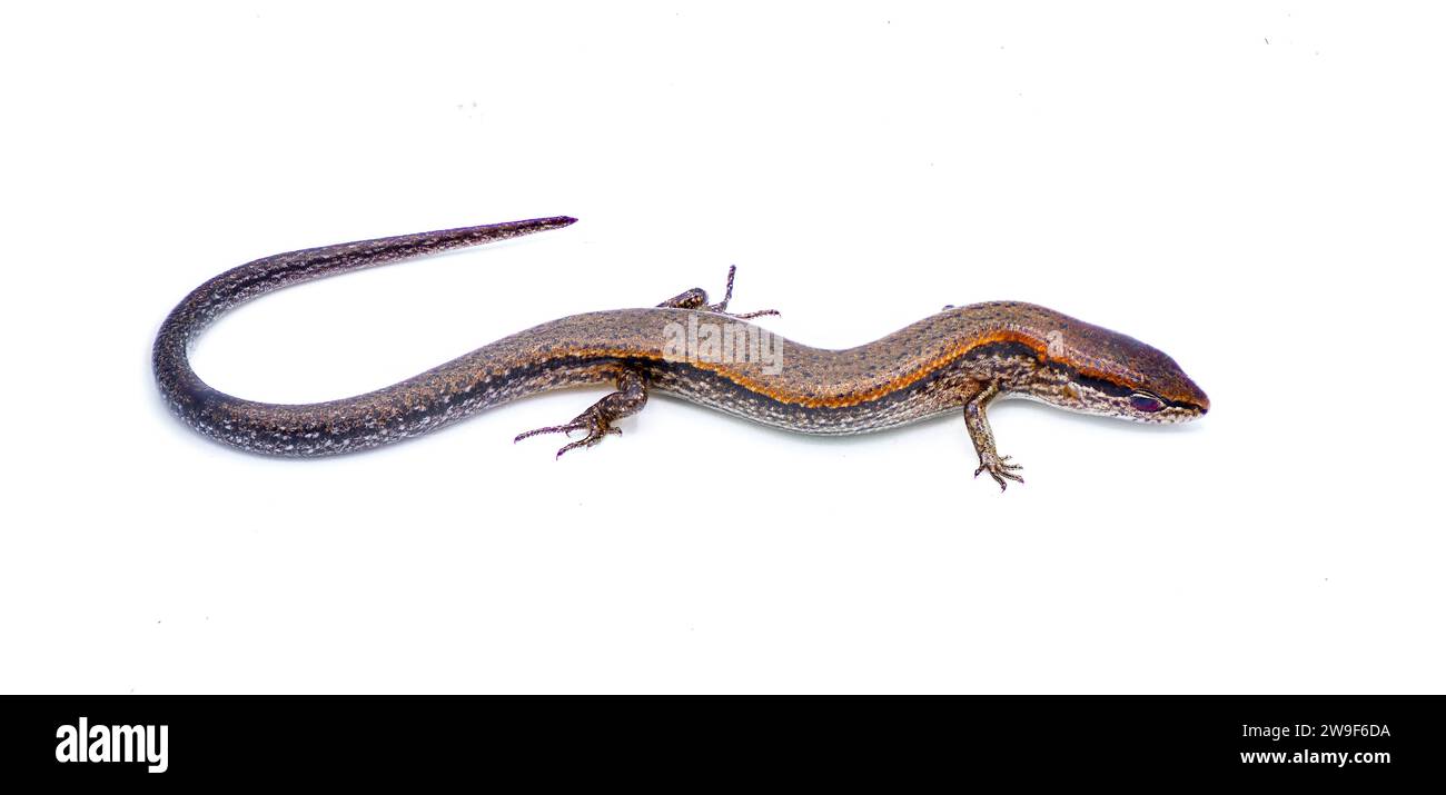 Little brown ground skink - Scincella lateralis, formerly Lygosoma ...
