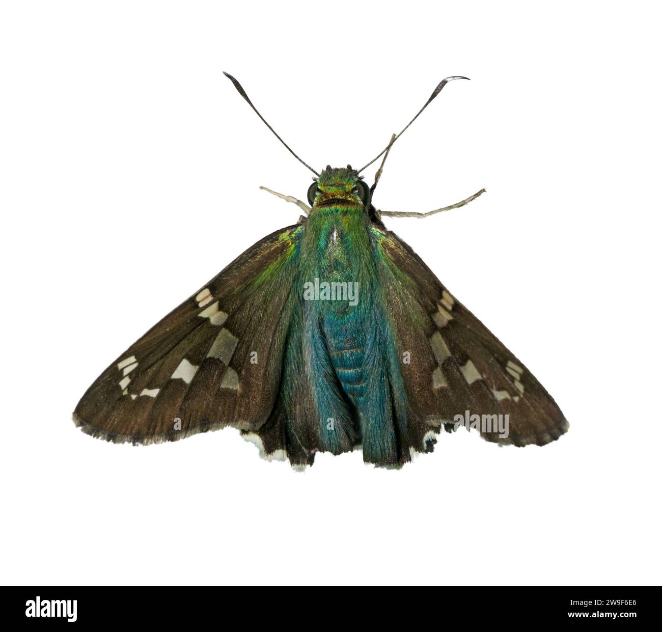 long tailed skipper or bean leafroller - Urbanus proteus - large butterfly grey, black with ...