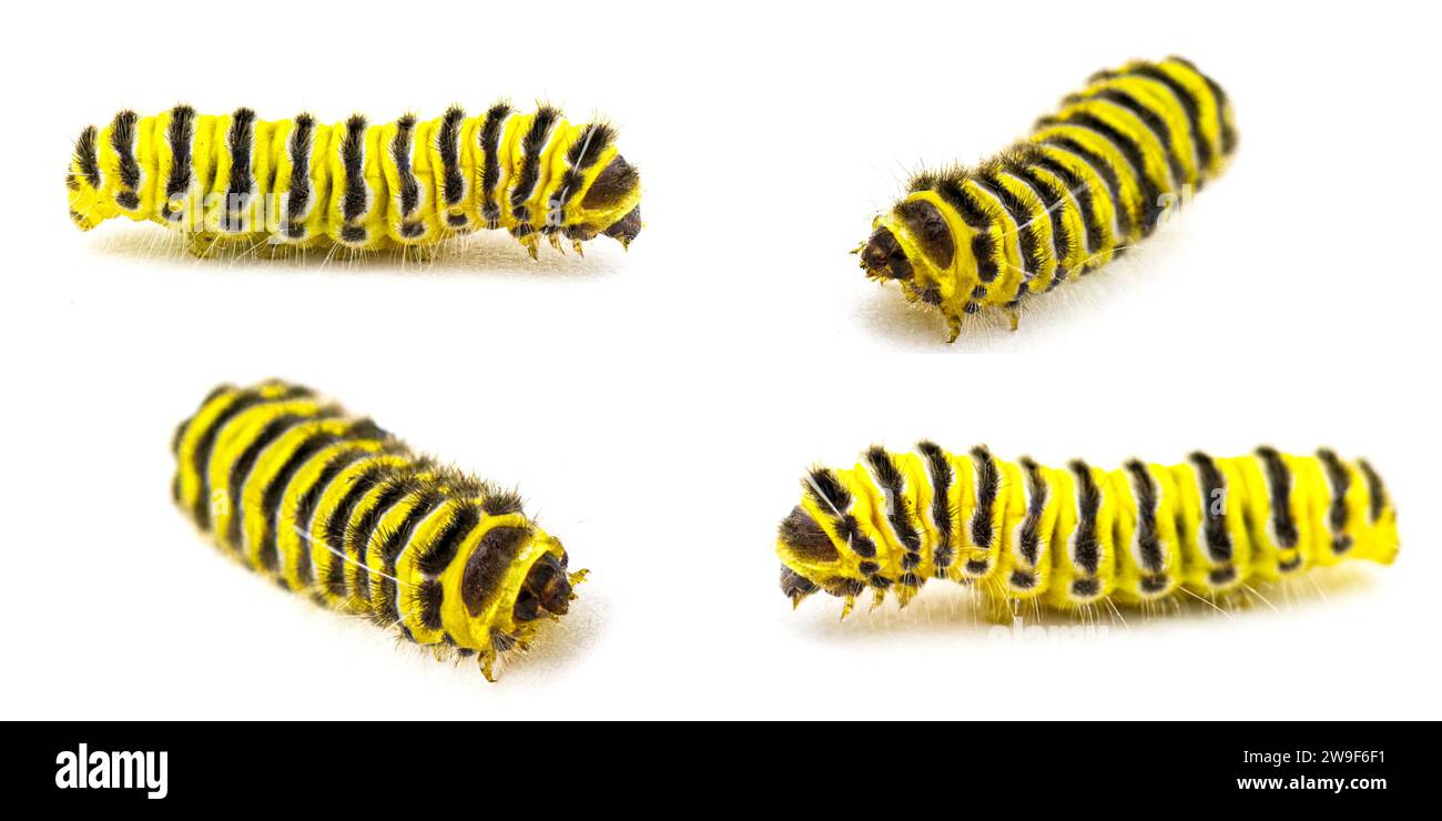 grapeleaf skeletonizer moth caterpillar - Harrisina americana - common ...