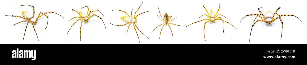 Wild banded garden orb weaving weaver spider - Argiope trifasciata ...