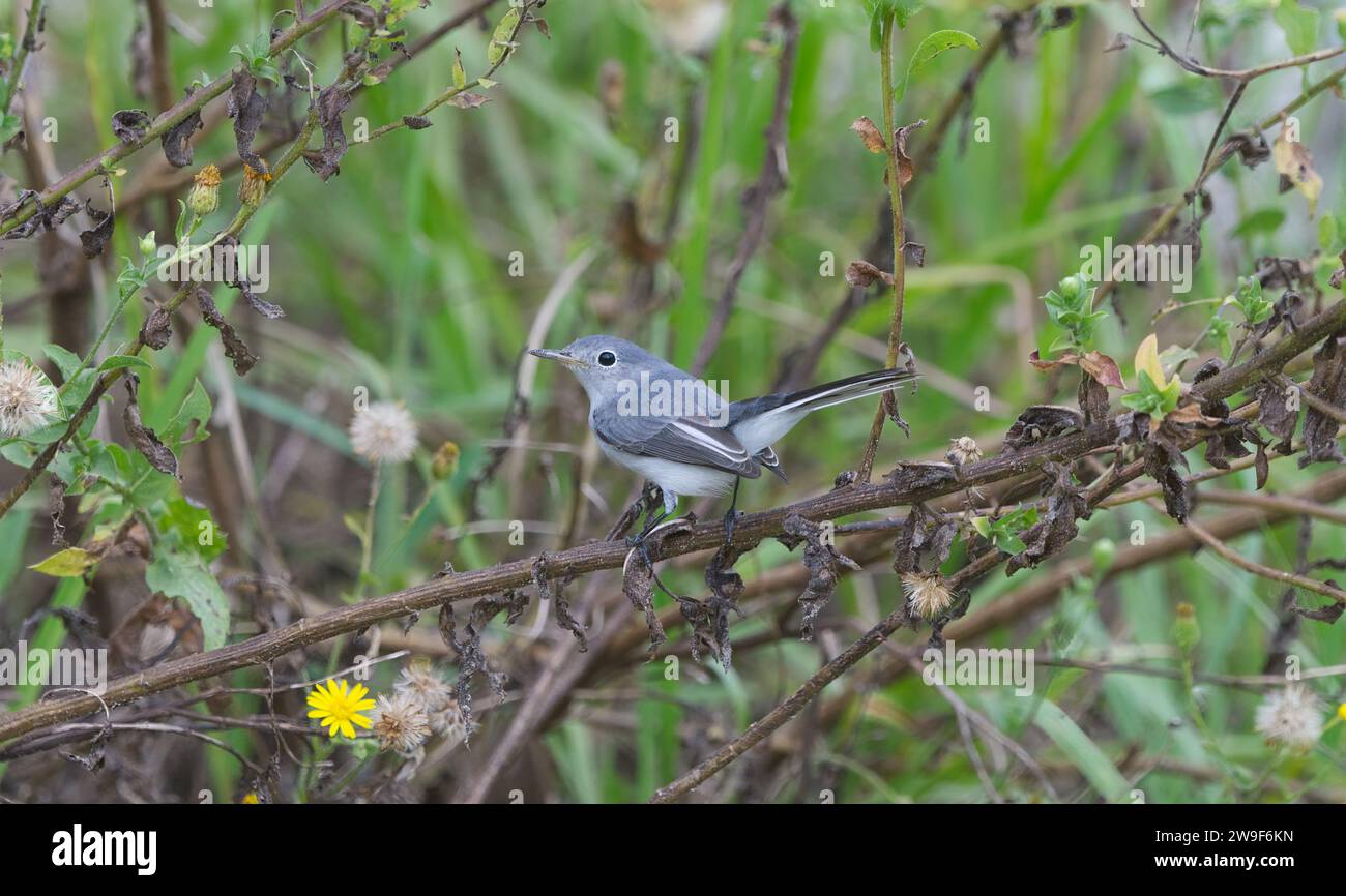 blue gray grey gnatcatcher - Polioptila caerulea - a small songbird ...