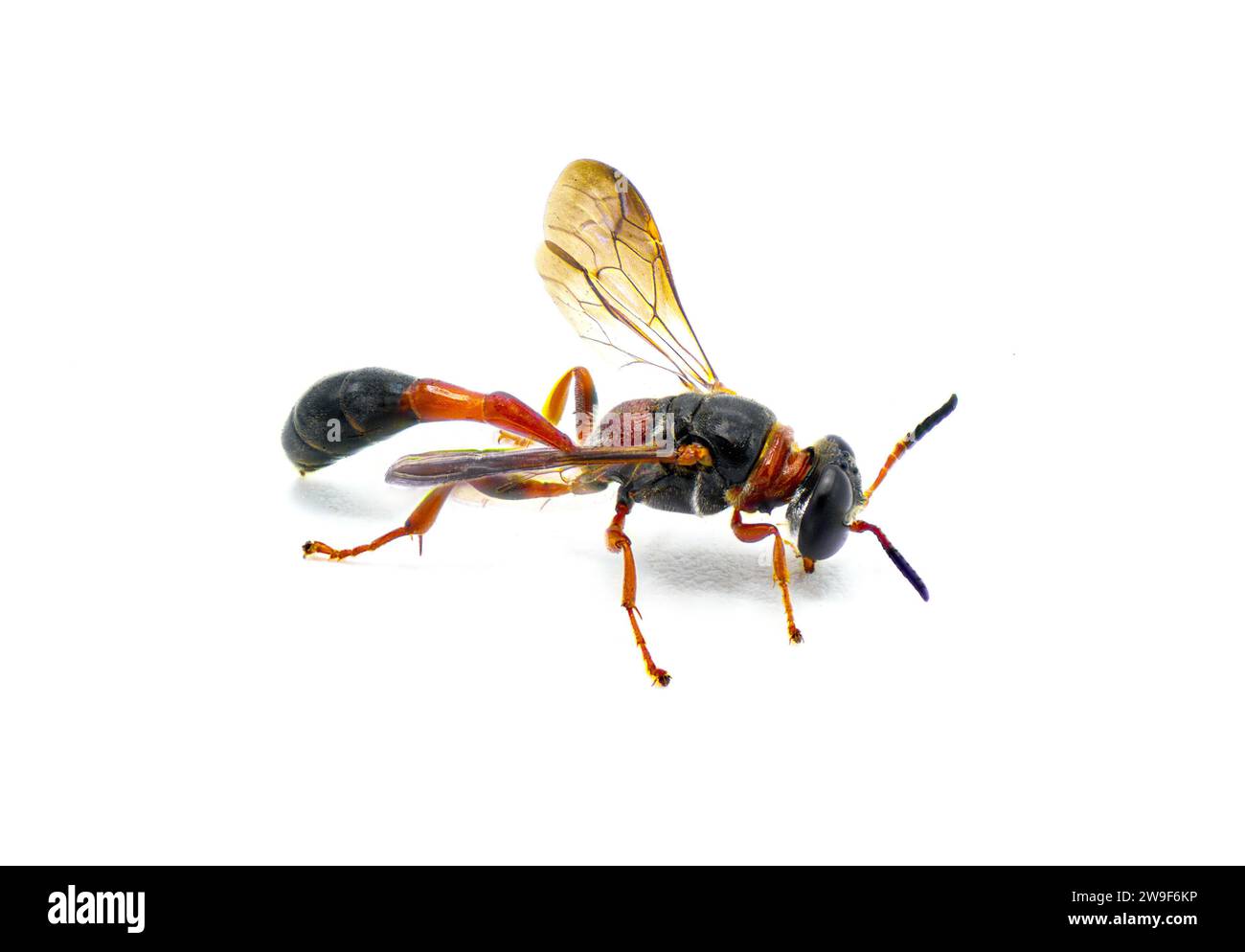 Trypoxylon Square headed species of wasp. One of Florida small red ...