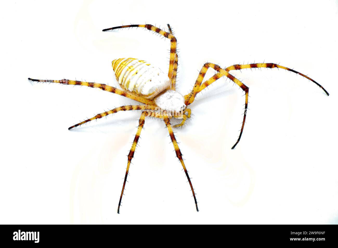 Wild banded garden orb weaving weaver spider - Argiope trifasciata ...