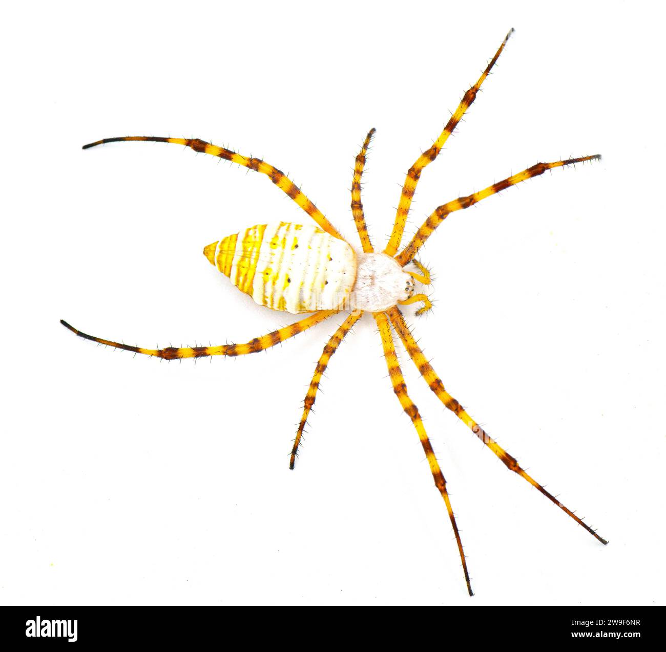 Wild banded garden orb weaving weaver spider - Argiope trifasciata ...
