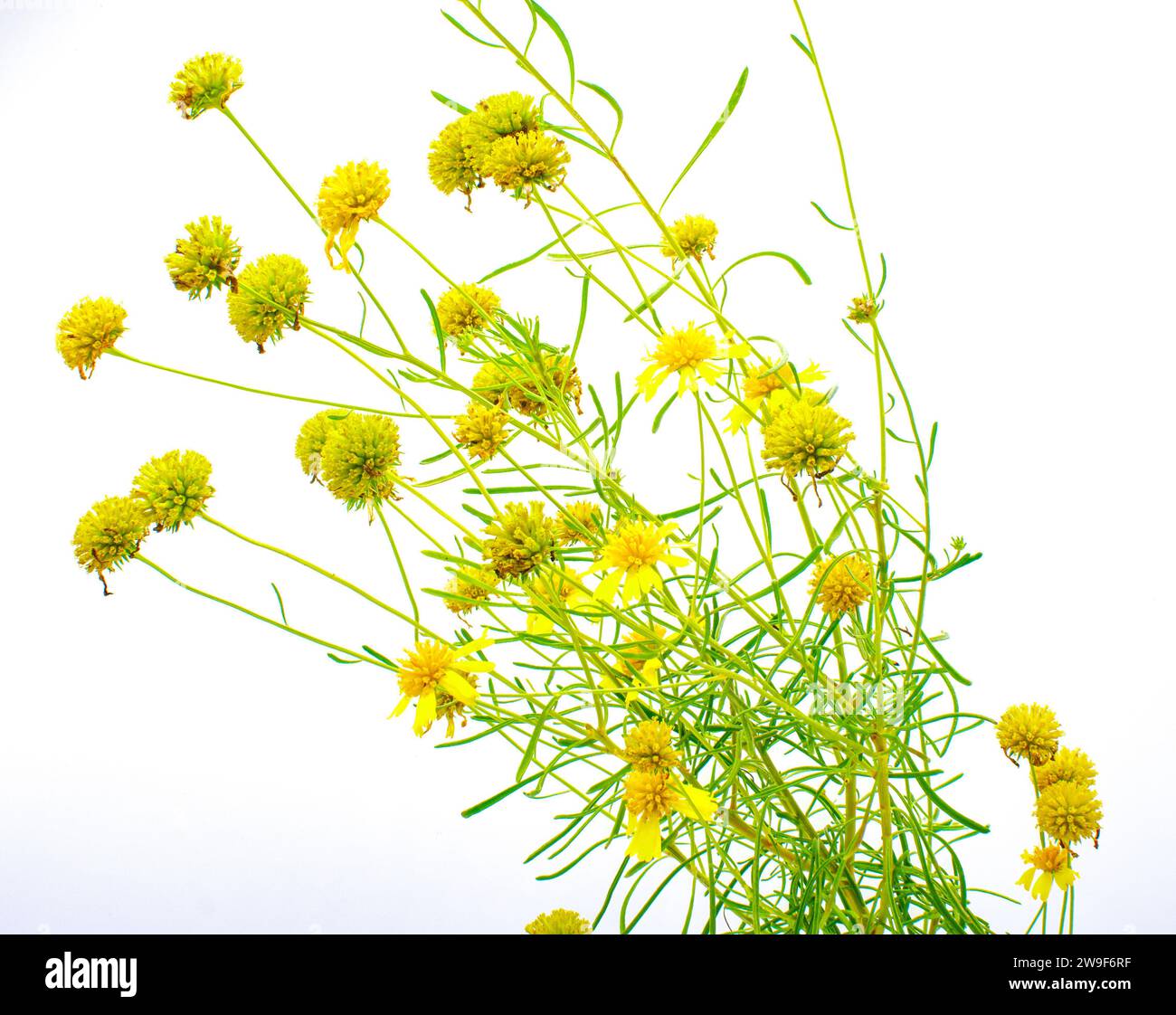 coastal plain honeycombhead - Balduina angustifolia - a North American ...