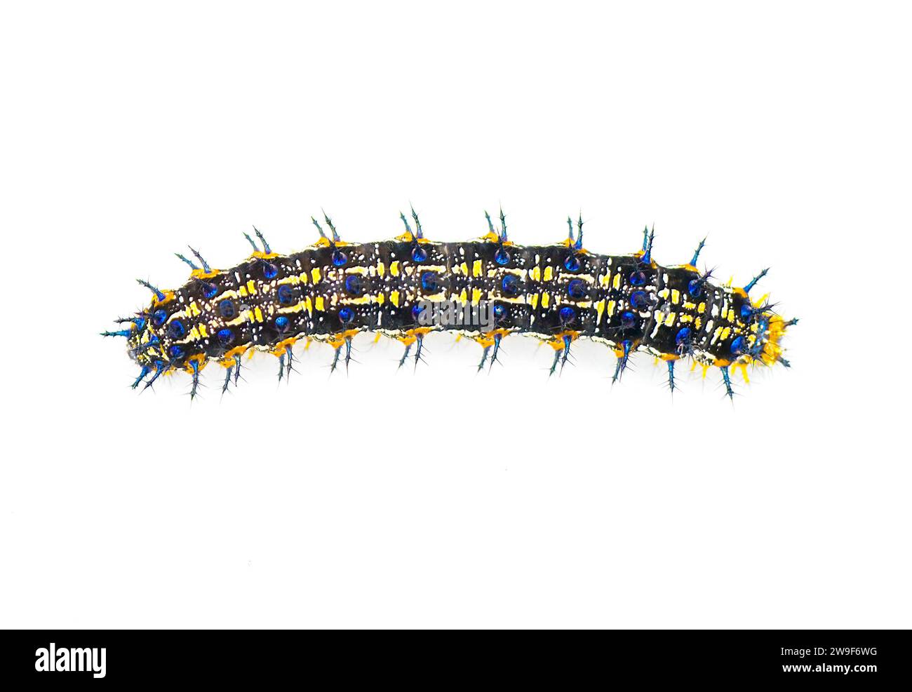 Common buckeye butterfly - Junonia coenia - caterpillar larva worm ...