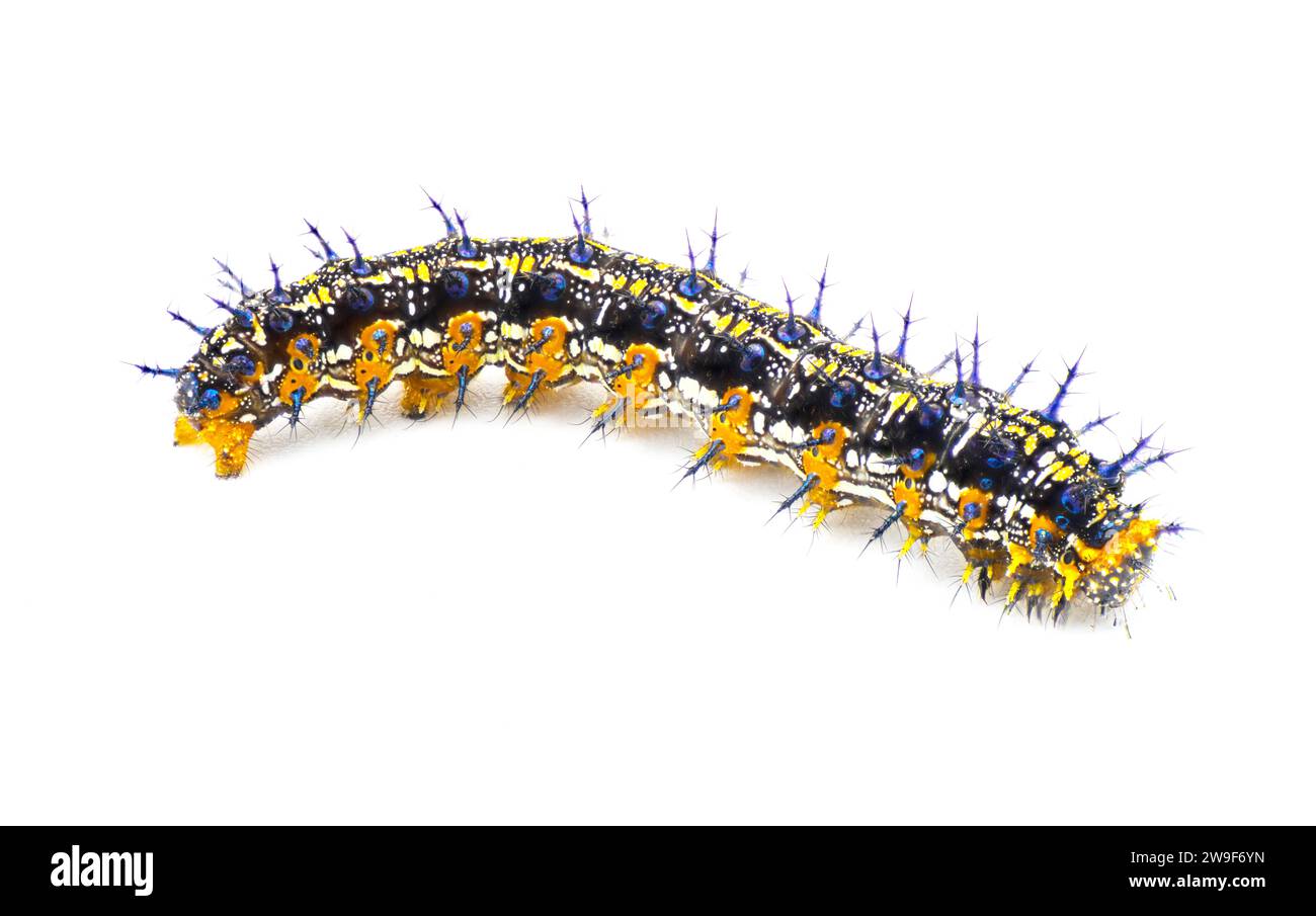 Common buckeye butterfly - Junonia coenia - caterpillar larva worm ...