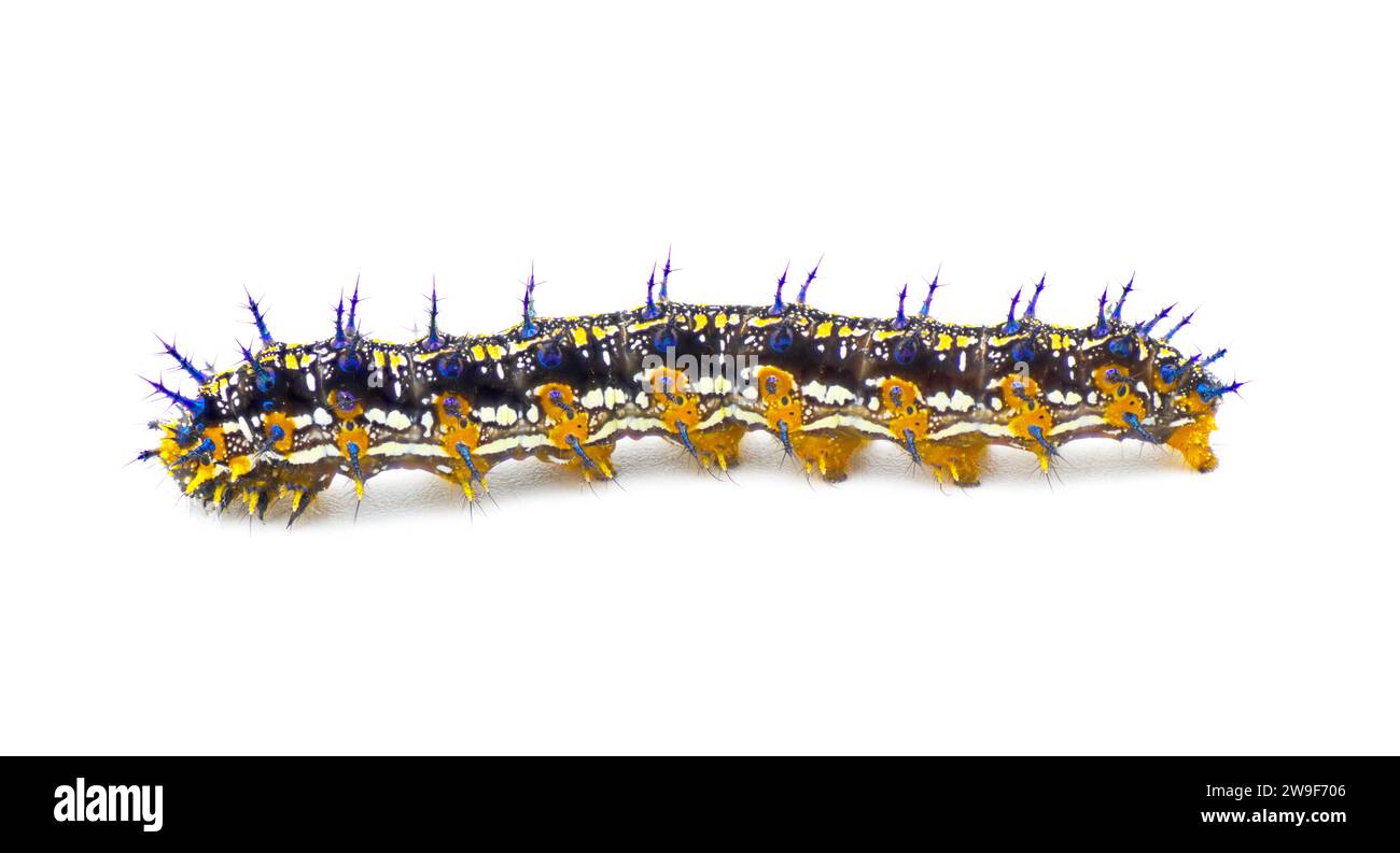 Common buckeye butterfly - Junonia coenia - caterpillar larva worm ...