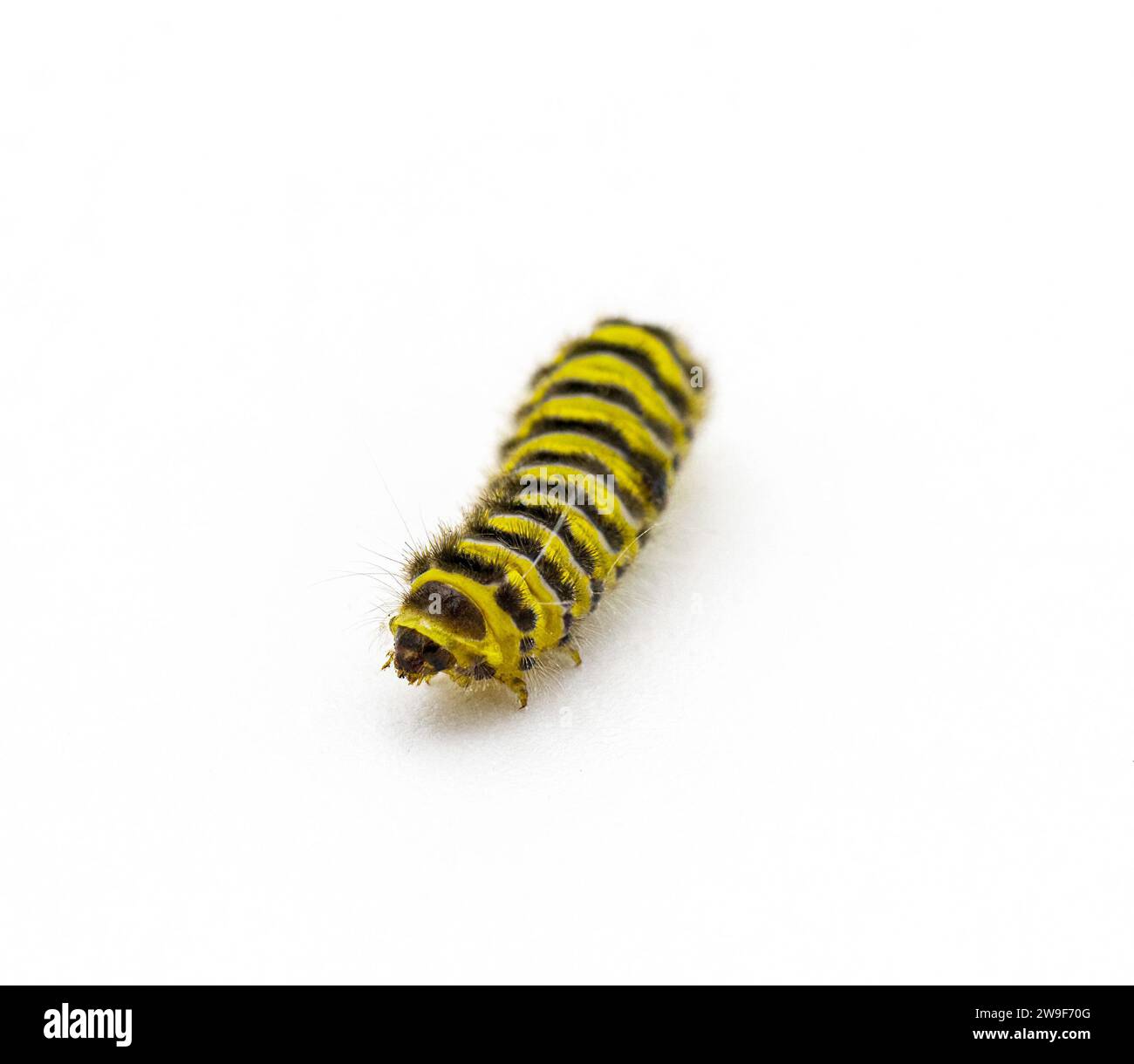 grapeleaf skeletonizer moth caterpillar - Harrisina americana - common ...