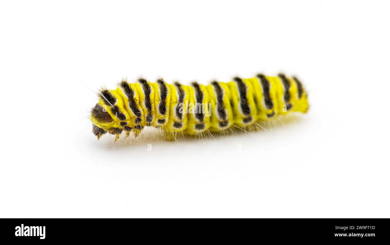 grapeleaf skeletonizer moth caterpillar - Harrisina americana - common ...