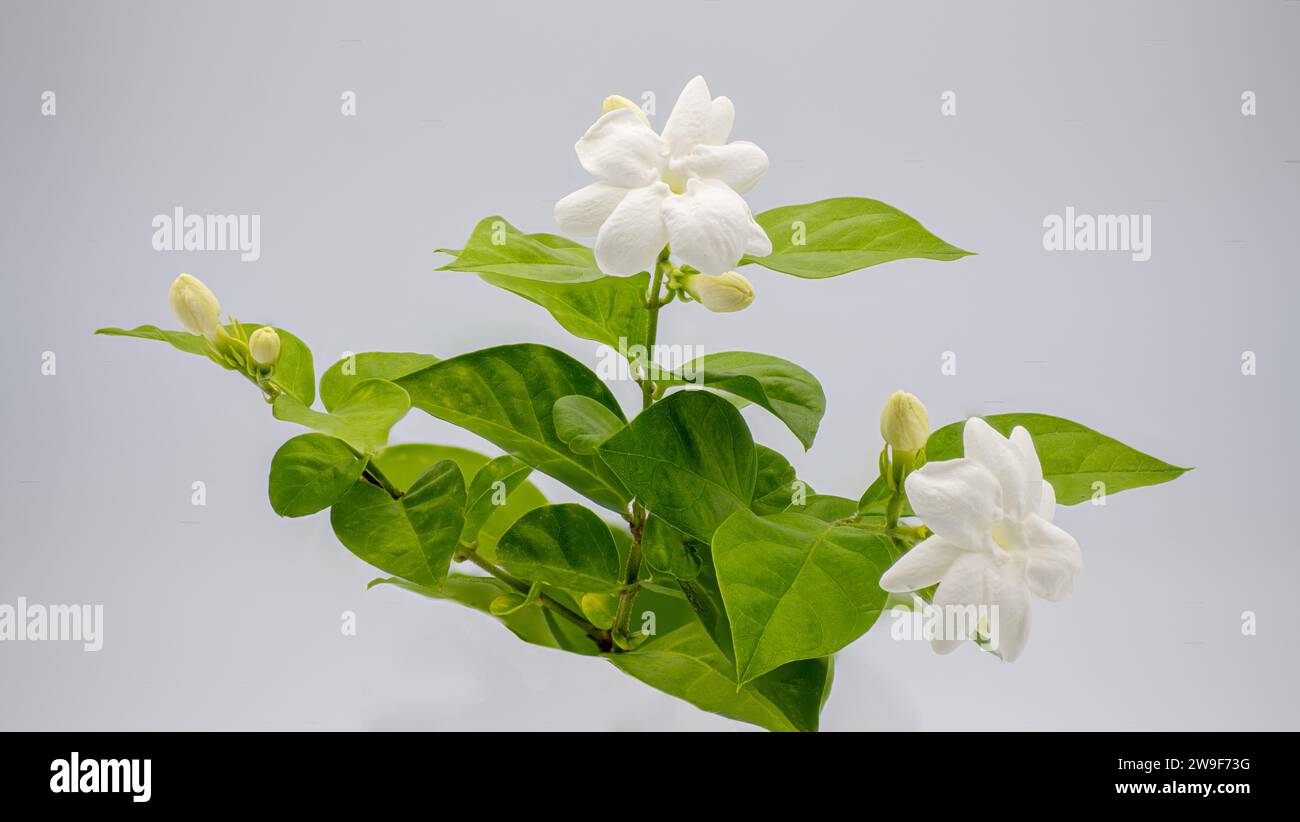 Jasminum sambac - Arabian jasmine - is a species of native to a small ...