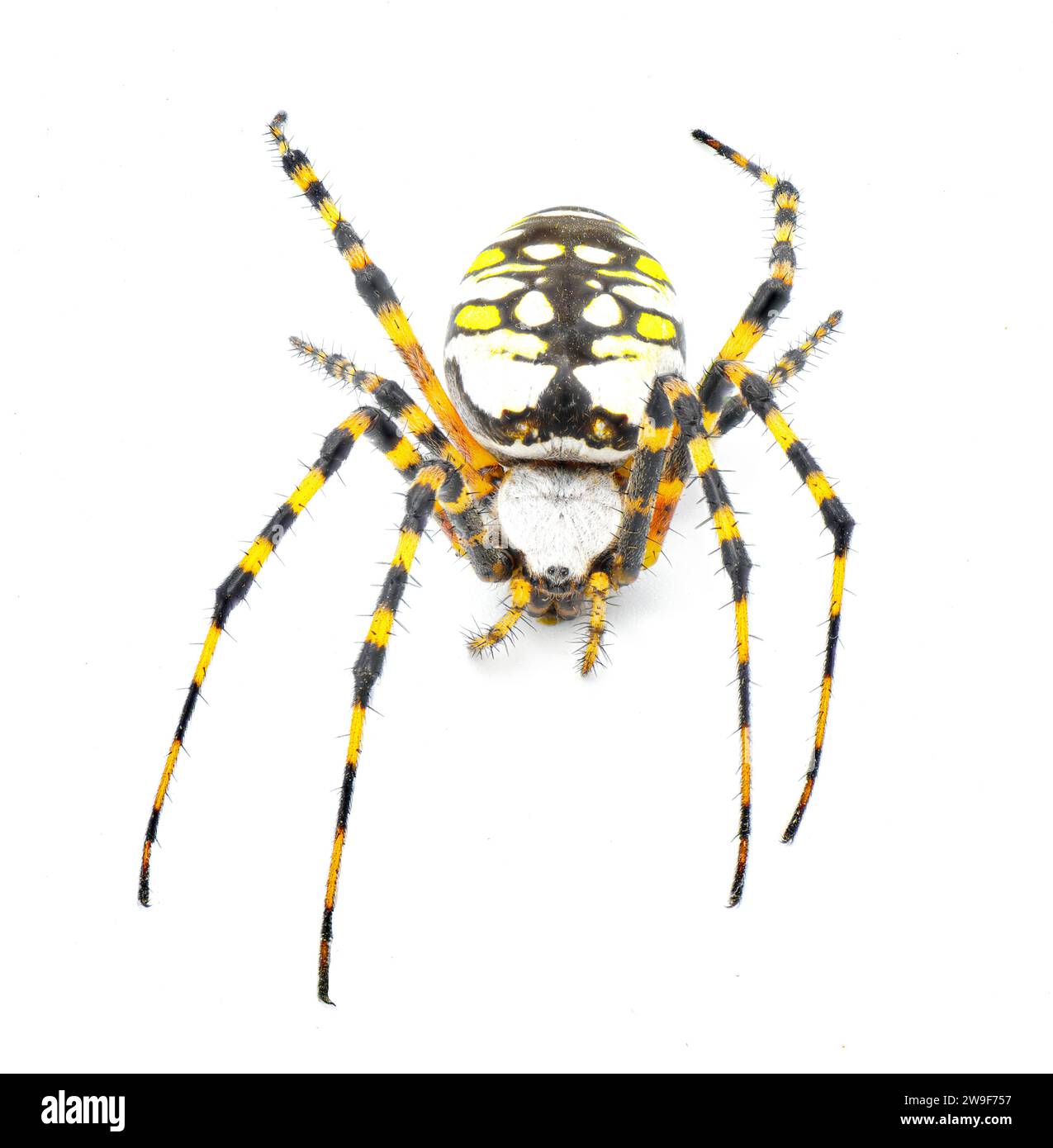 Black and yellow argiope Cut Out Stock Images & Pictures - Alamy