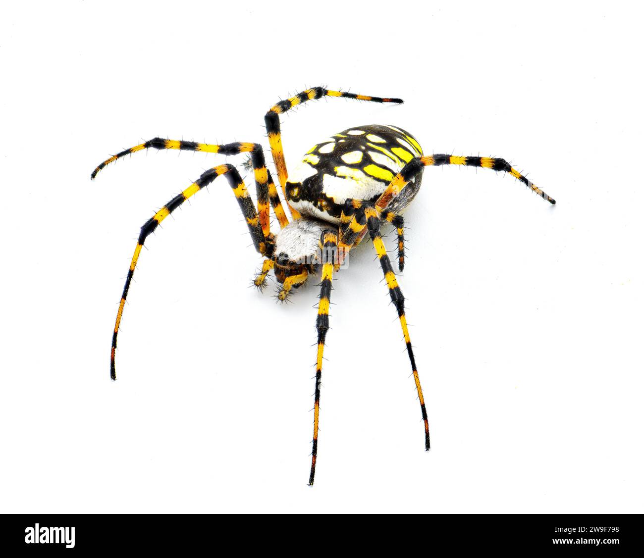 Gravid Female adult black and yellow garden spider, golden garden ...