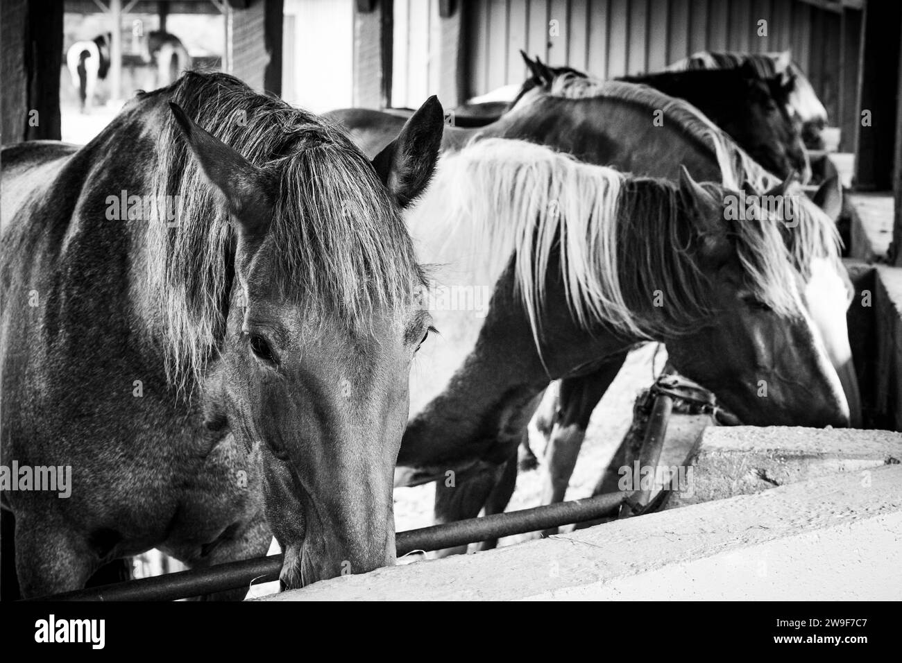 New brunswick farm Black and White Stock Photos & Images - Alamy
