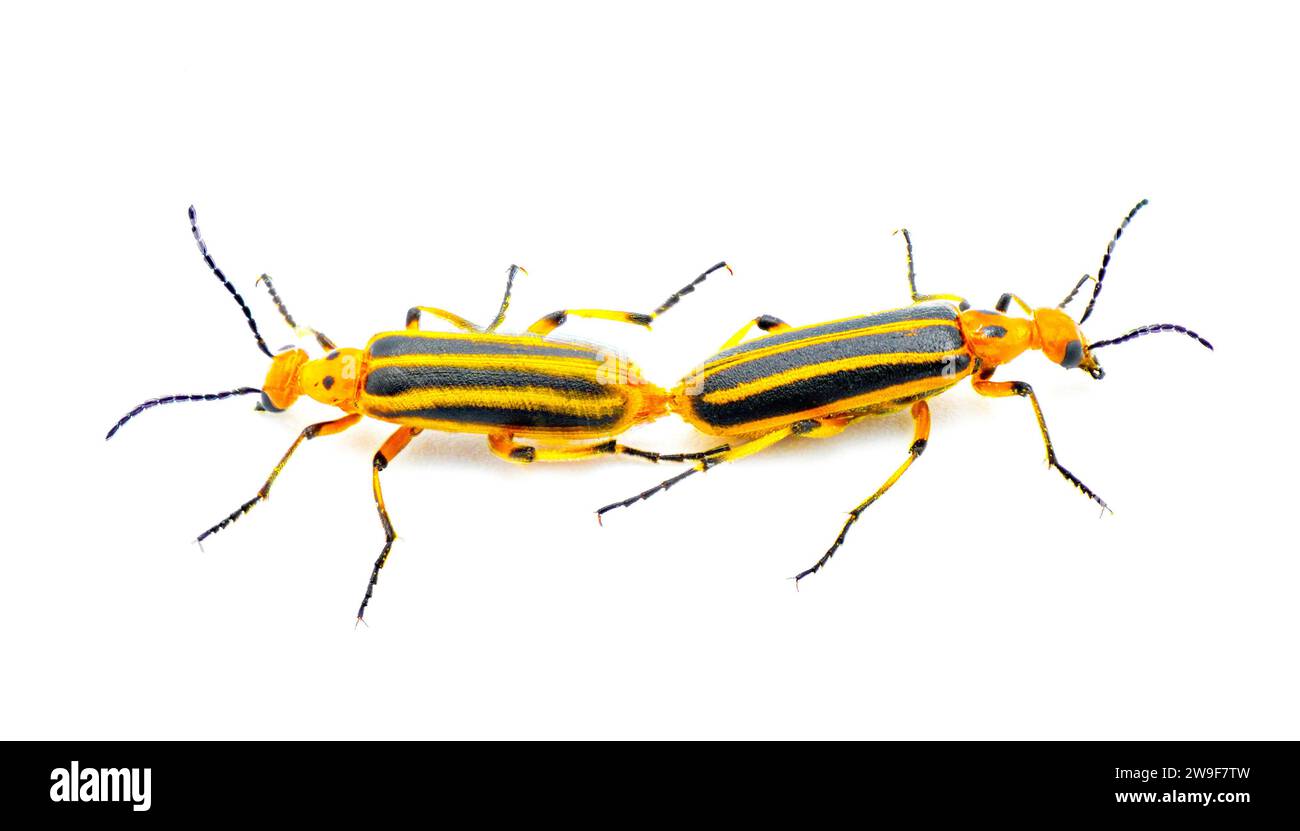black and red striped blister beetle - Pyrota lineata - due to a ...