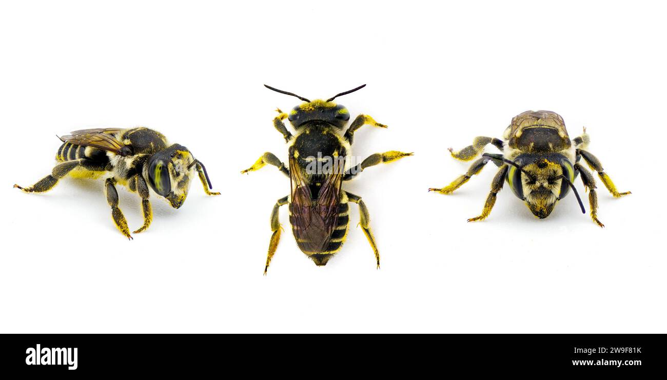 Petulans Cut Out Stock Images & Pictures - Alamy