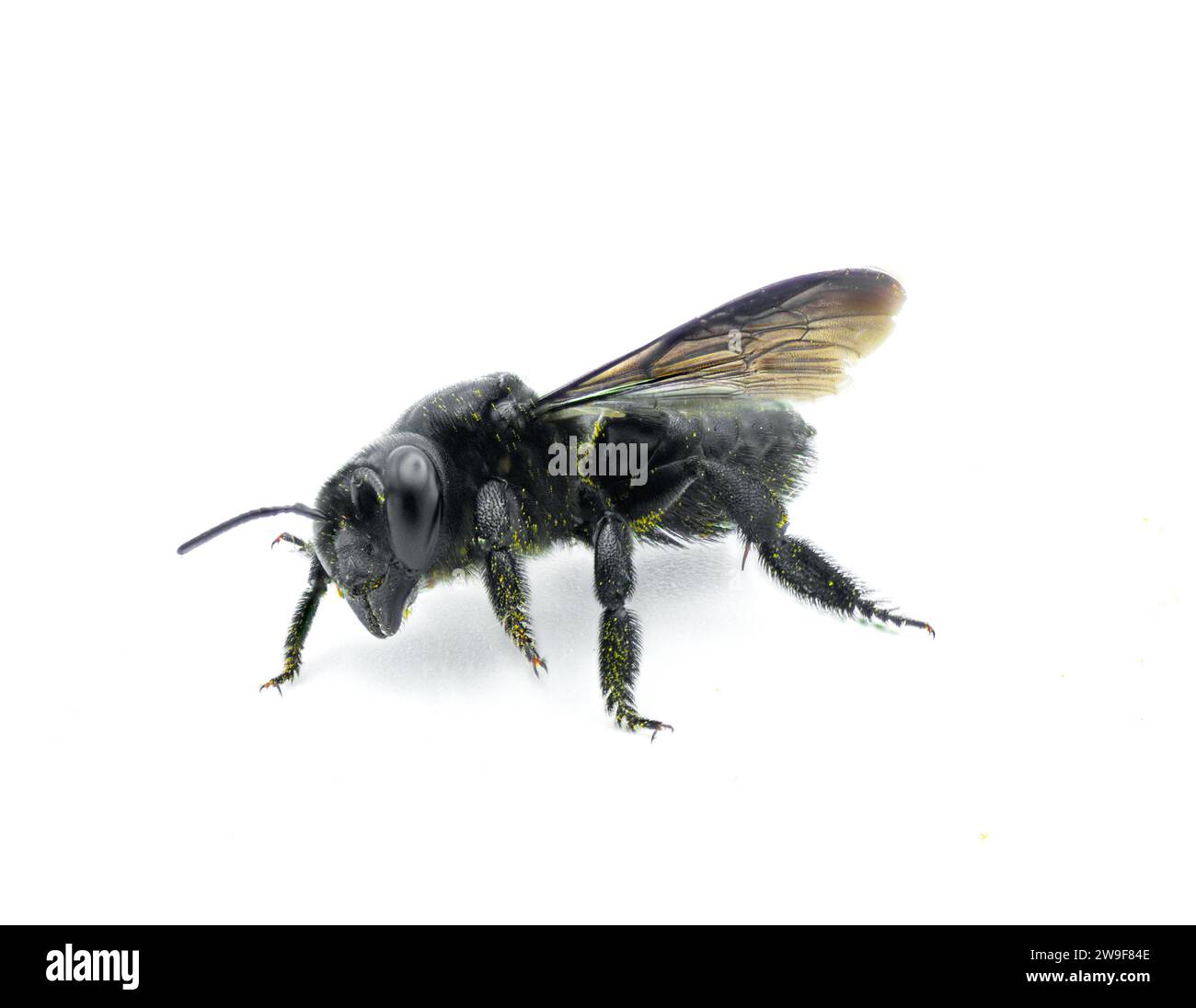 carpenter mimic leafcutter bee - Megachile xylocopoides - named for its ...