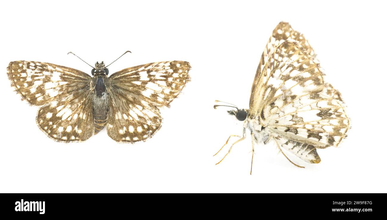 common white checkered skipper butterfly - Burnsius albezens - formerly ...