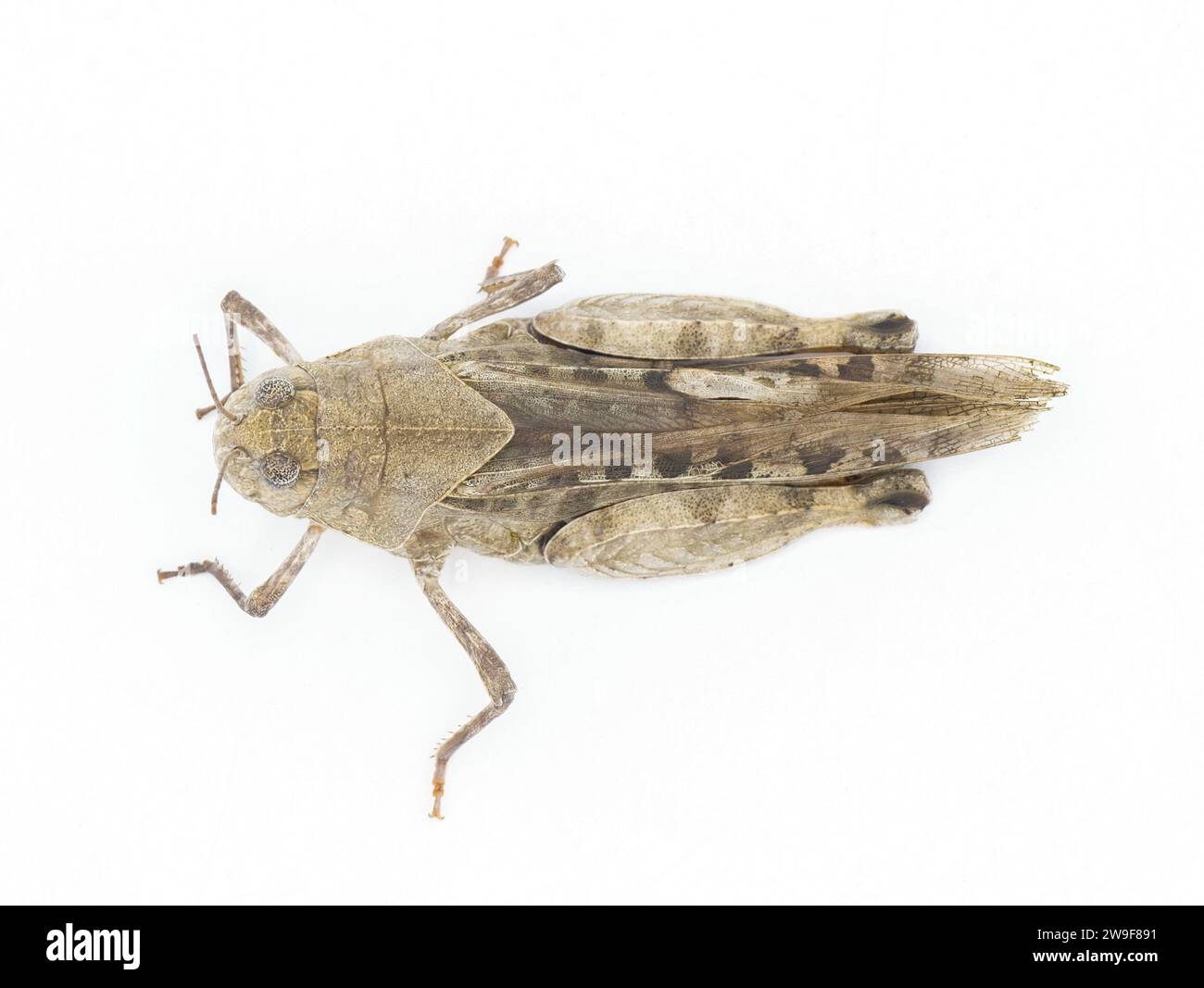 Orange winged Grasshopper - Pardalophora phoenicoptera - very large ...
