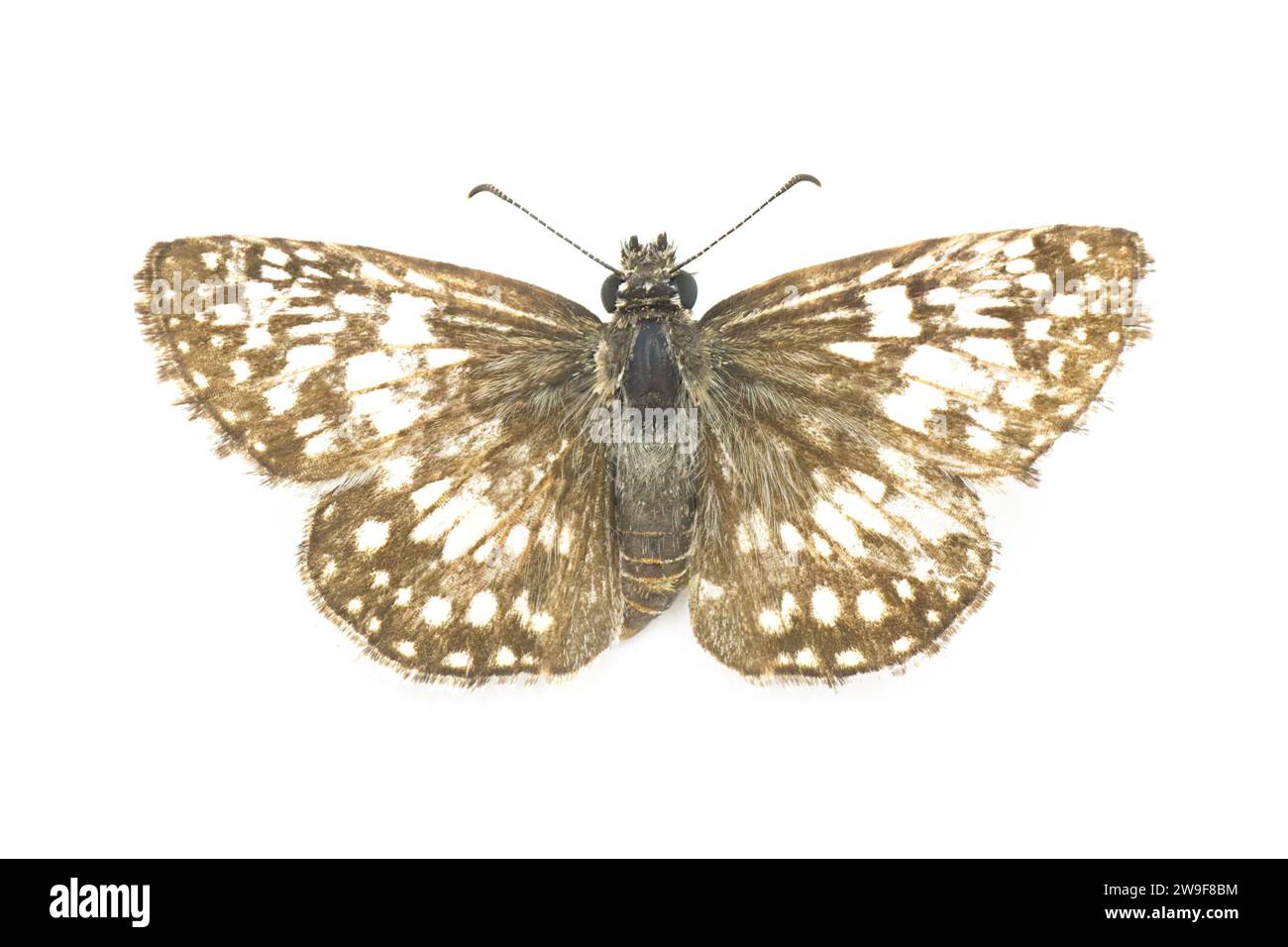 common white checkered skipper butterfly - Burnsius albezens - formerly ...