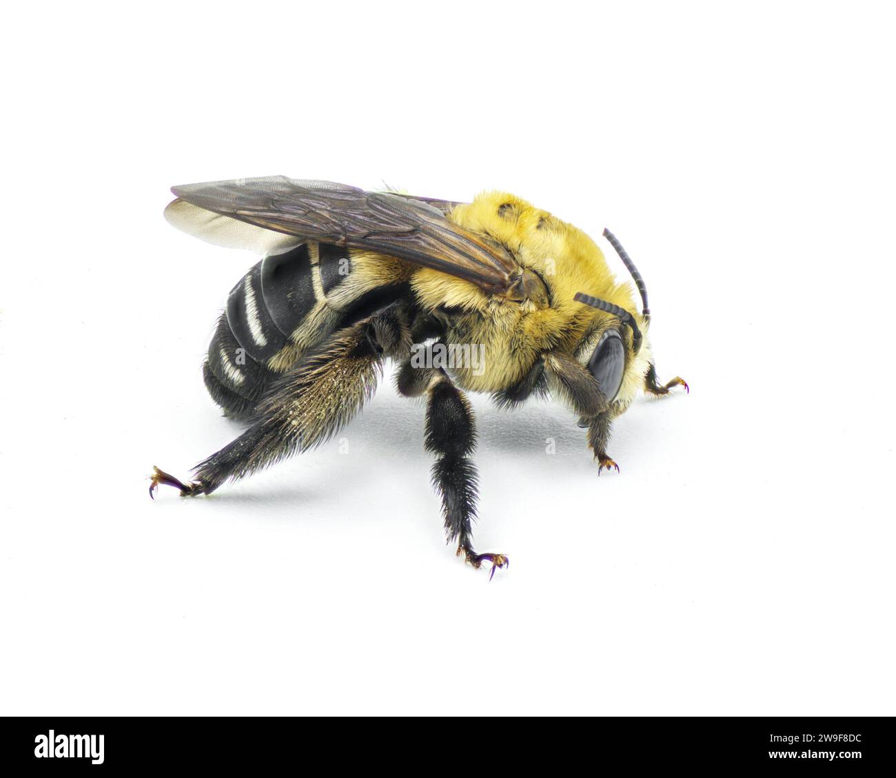 black legged longhorn bee - Svastra atripes - is a species of long ...