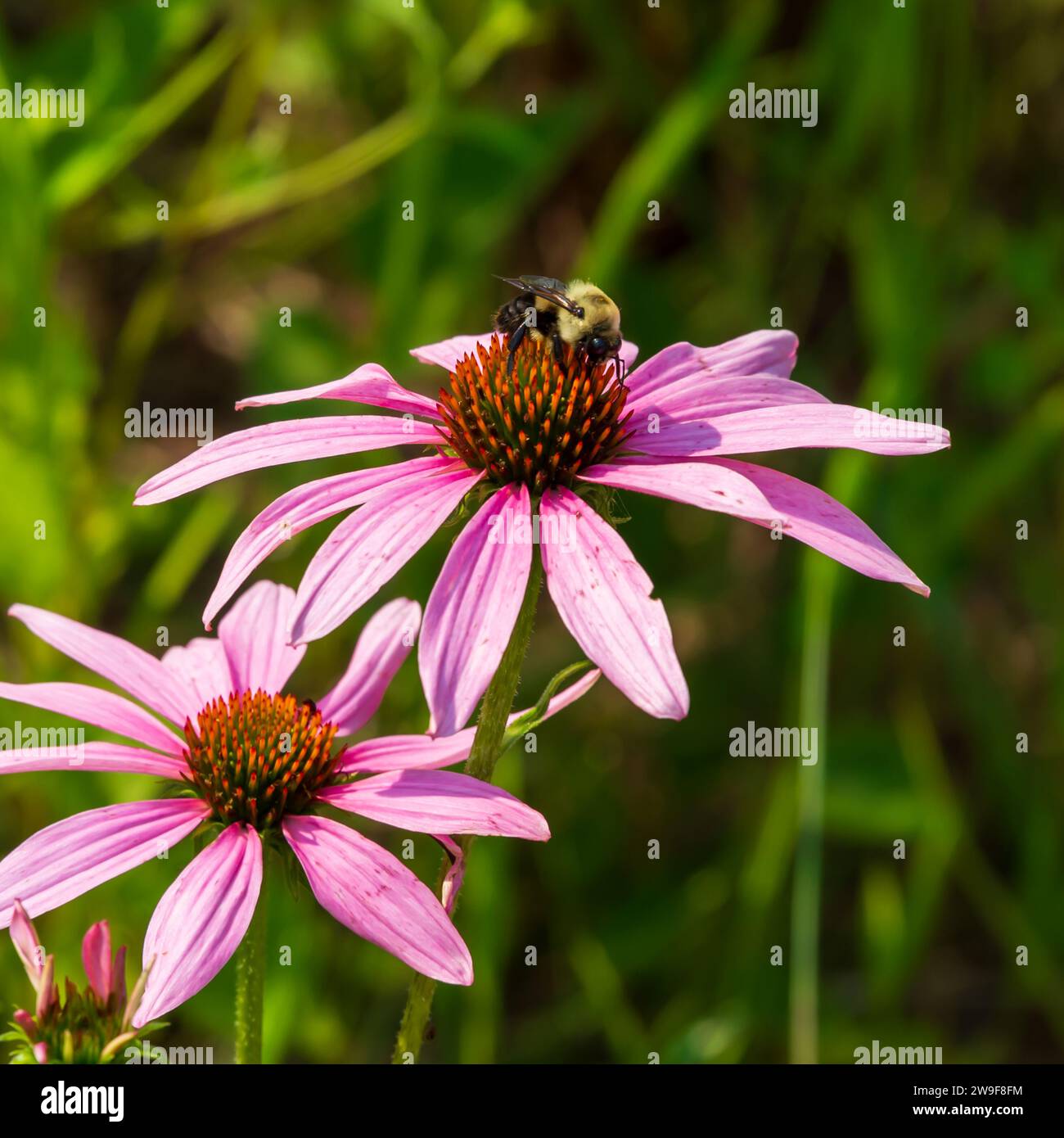 A bee works a summer wildflower Stock Photo - Alamy
