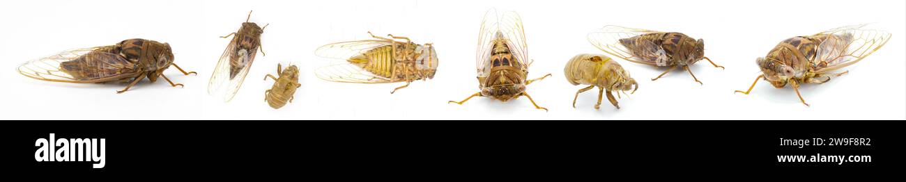 Very large Resonant Cicada or Southern pine barrens cicada fly ...