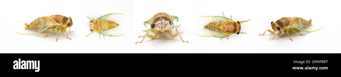 Cicada on white background. Multiple views and angles. Teneral young ...