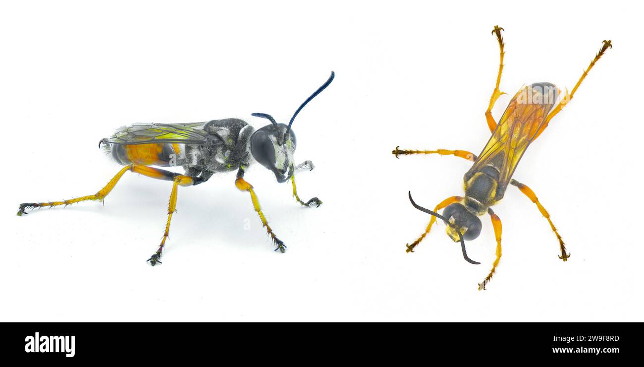 Thread waisted wasp, sand Sphecid wasp, or digger wasp - Sphex dorsalis ...