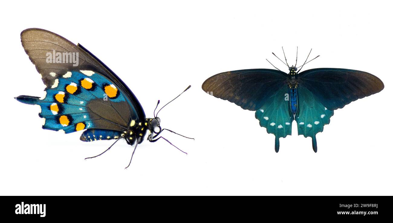 Pipe moth Cut Out Stock Images & Pictures - Alamy