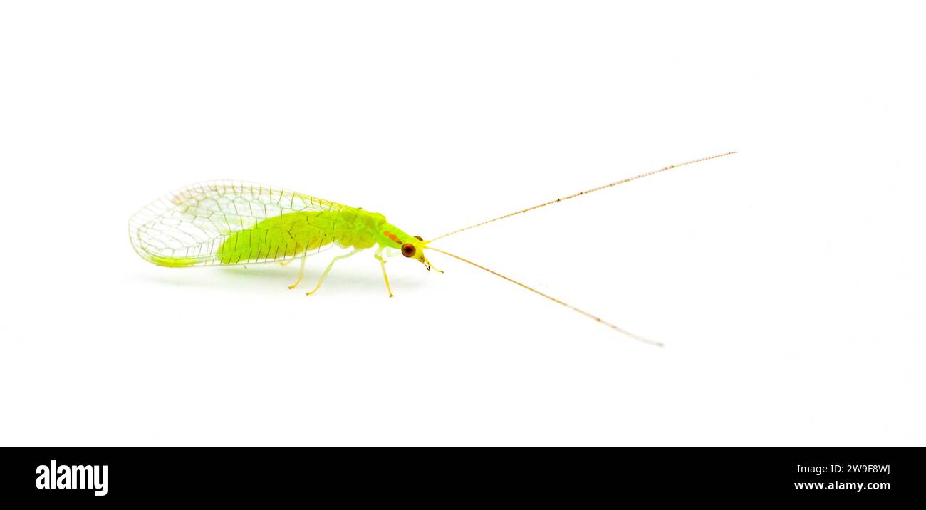 Smith's Green Lacewing - Ceraeochrysa smithi - adult form of junk ...