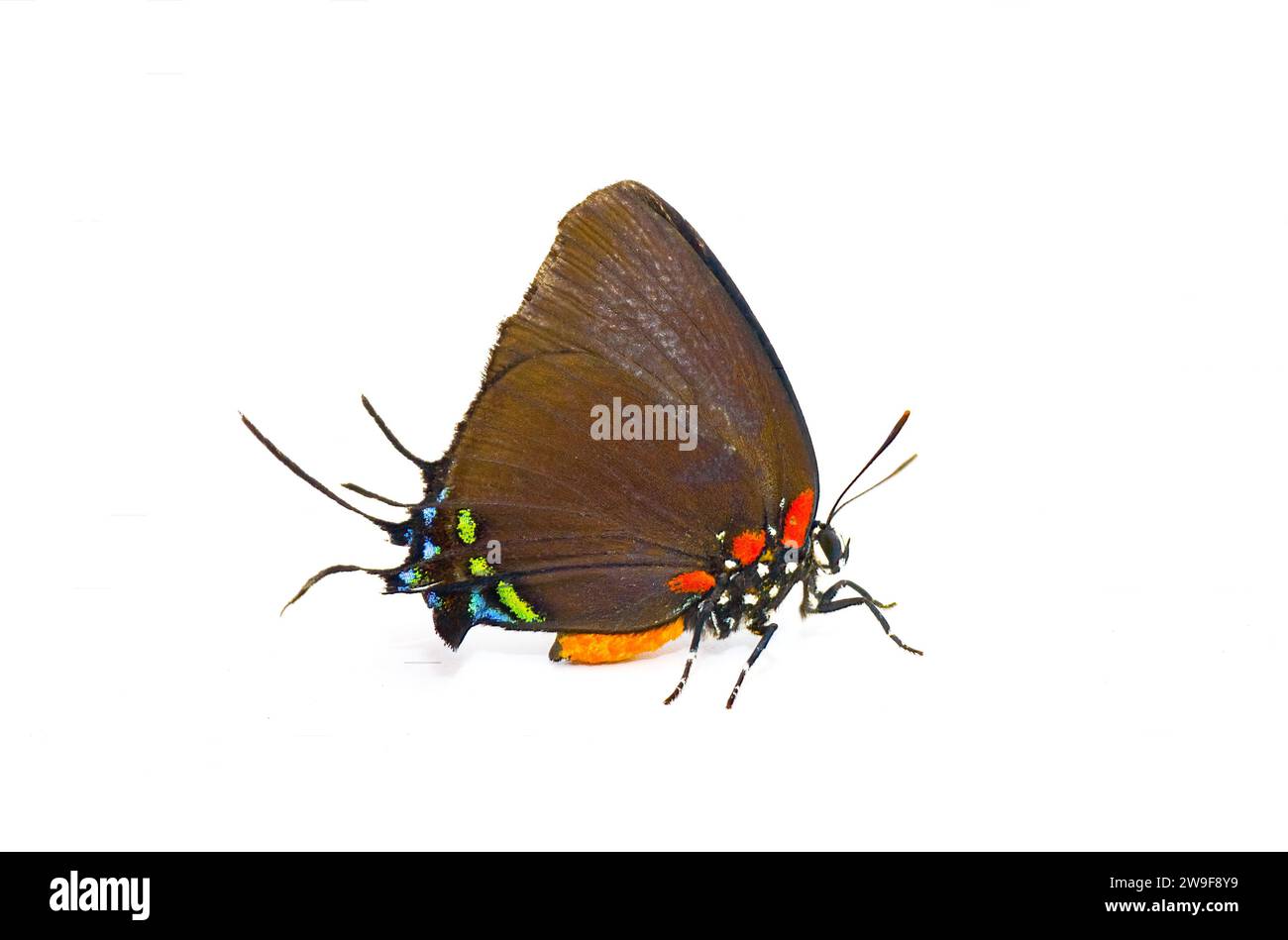 great purple hairstreak - Atlides halesus - or great blue hairstreak ...