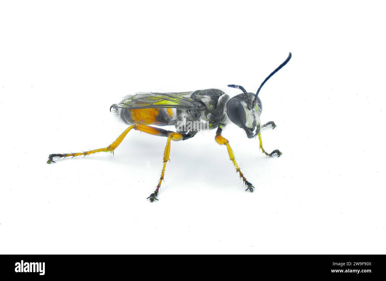 Egg lay insect hi-res stock photography and images - Alamy