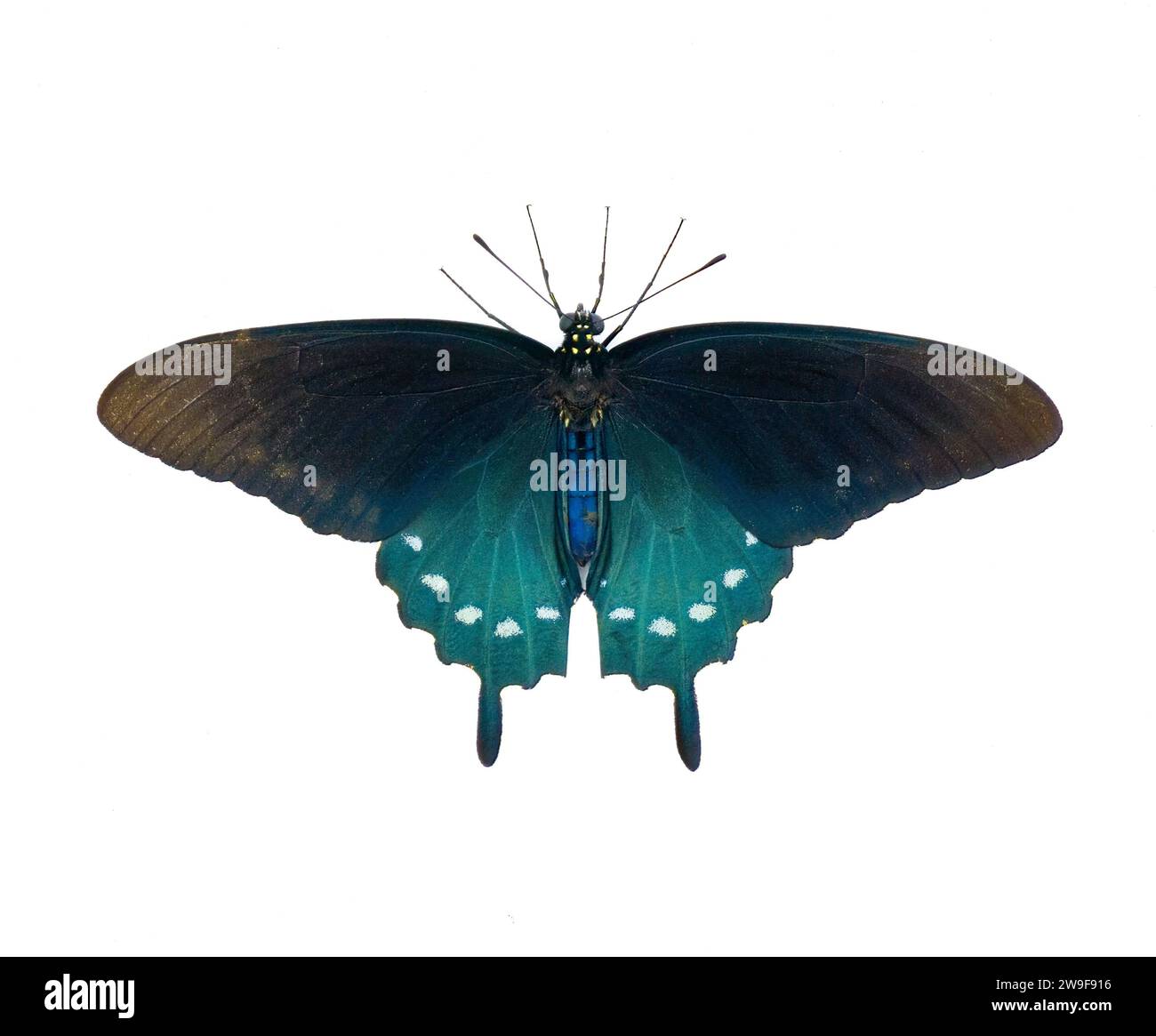 Pipe moth Cut Out Stock Images & Pictures - Alamy