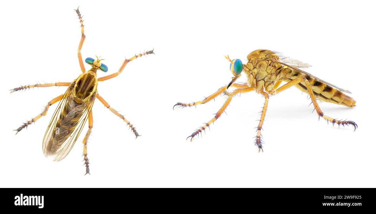 hanging thief robber fly or robberfly - Diogmites salutans - isolated ...