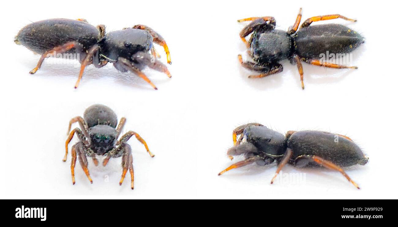 Female Ribbon jumping spider - Metacyrba taeniola - in the family ...