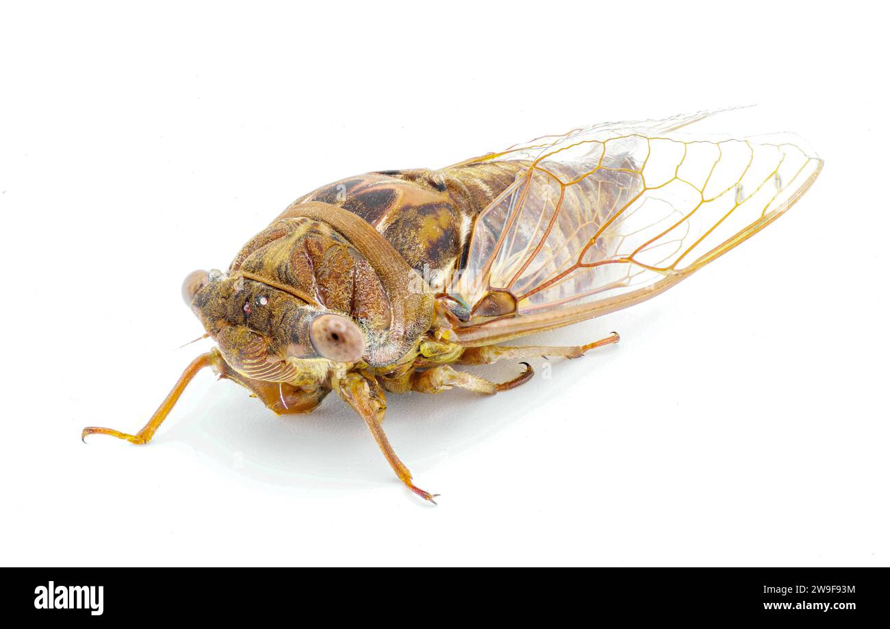 Very large Resonant Cicada or Southern pine barrens cicada fly ...