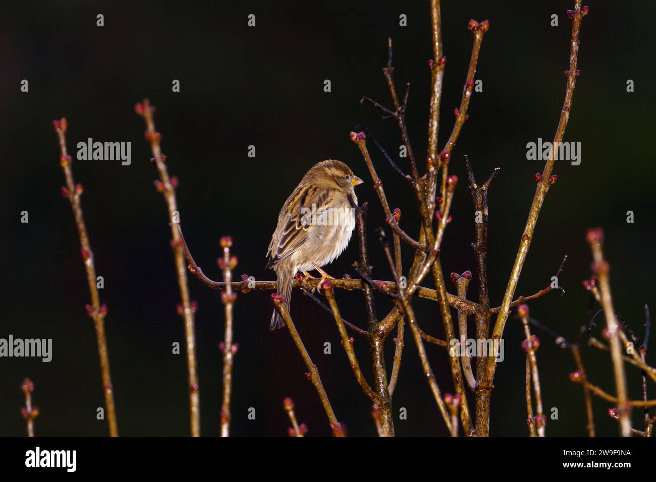 Passer domesticus Family Passeridae Genus Passer House sparrow wild ...