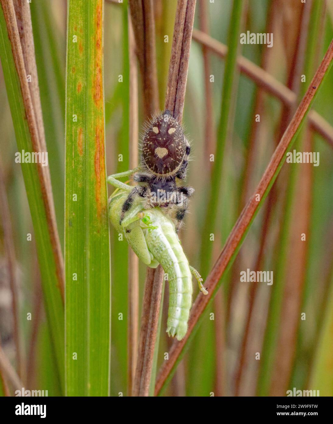 American bird grasshopper hi-res stock photography and images - Alamy