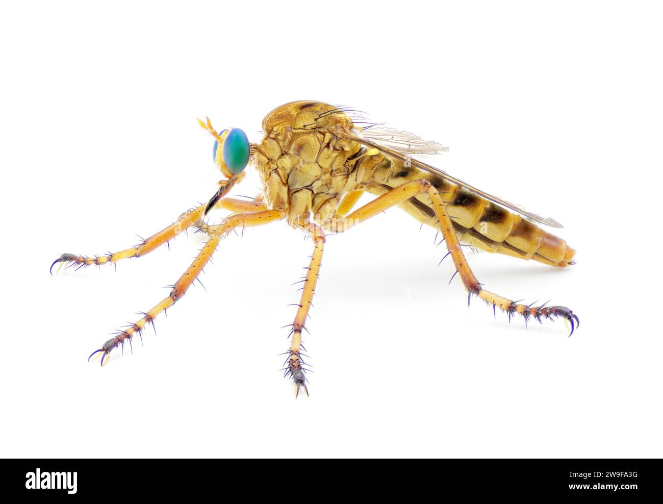 hanging thief robber fly or robberfly - Diogmites salutans - isolated ...