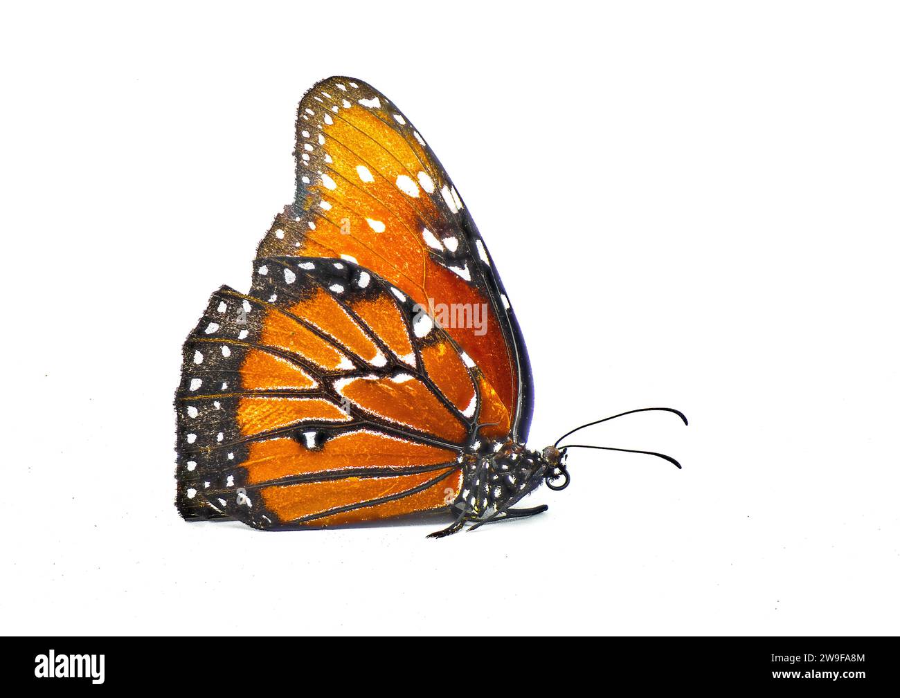 Moth with black dots Cut Out Stock Images & Pictures - Alamy