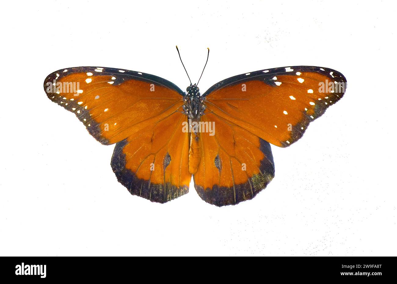Adult queen butterfly - Danaus gilippus - orange, black stripes and ...